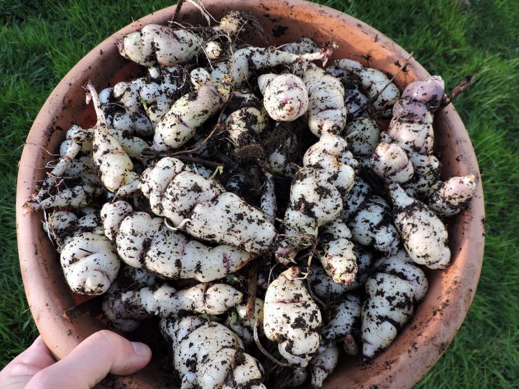 Useful Plants Series – Mashua – Gardens for Life