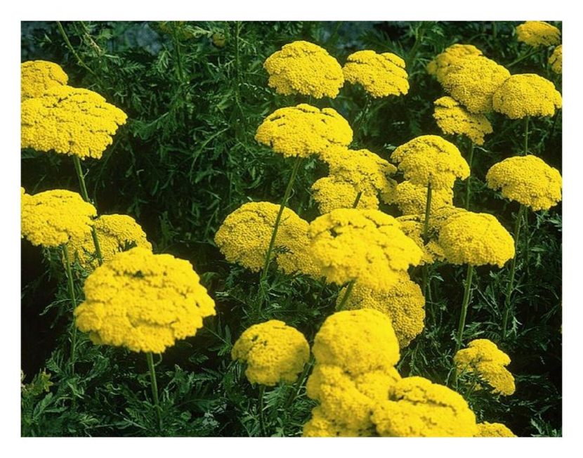 Yarrow Cloth of Gold Bare Root (Sold Out) | Gardens for Life