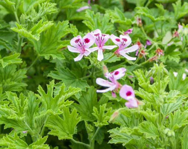 Lemon Scented Geranium (Sold out) – Gardens for Life
